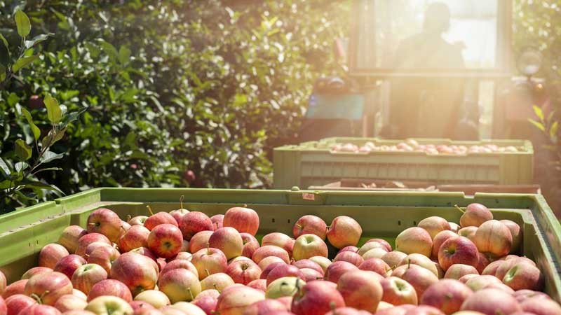 Fruit Growers Victoria Ltd - Victoria's peak body for pome fruit