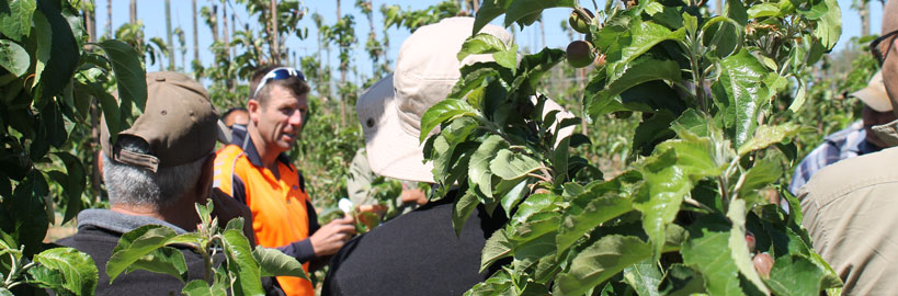 Fruit Growers Victoria Ltd - Victoria's peak body for pome fruit
