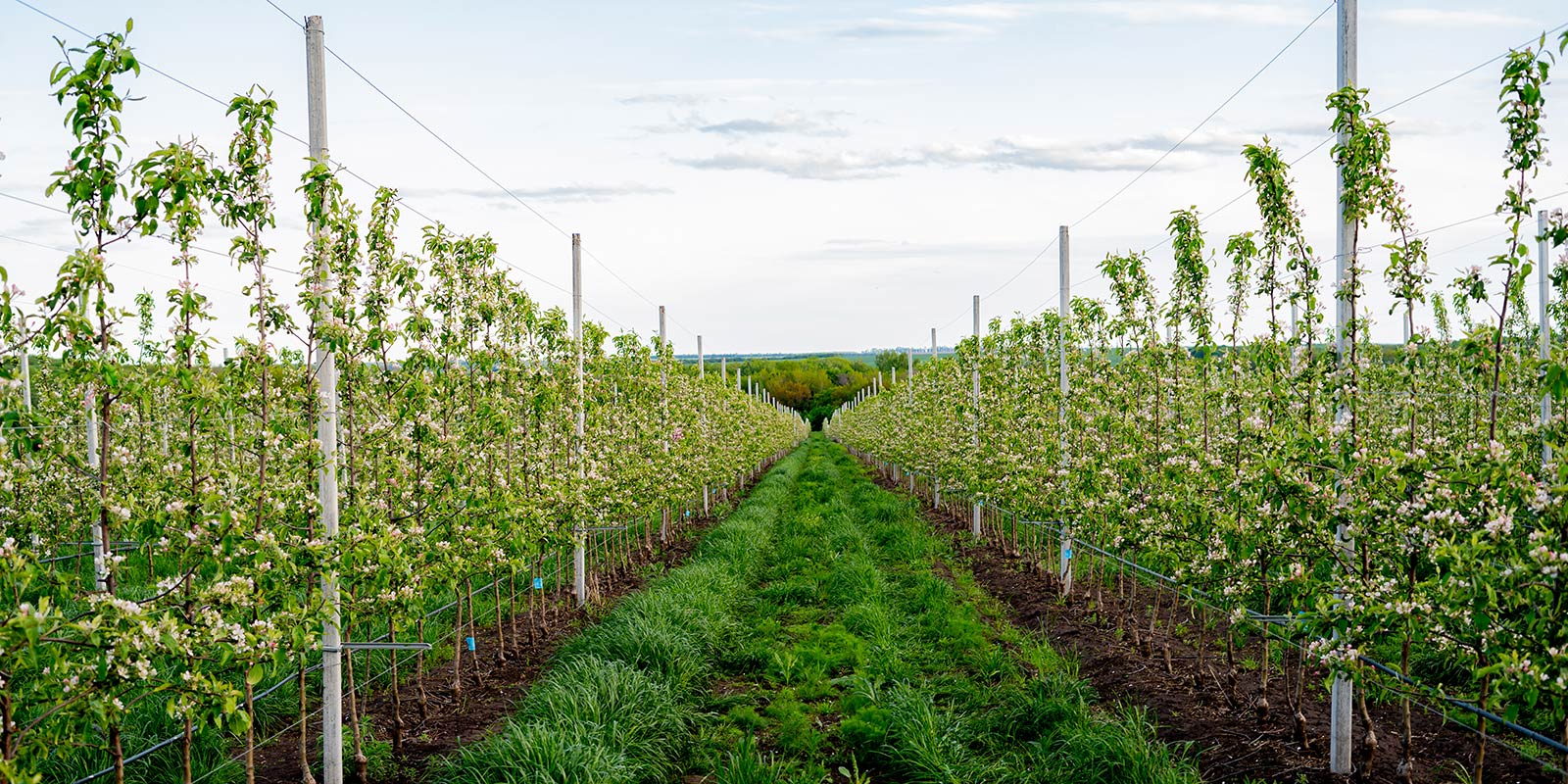 Fruit Growers Victoria Ltd - representing Victoria's fruit industry ...